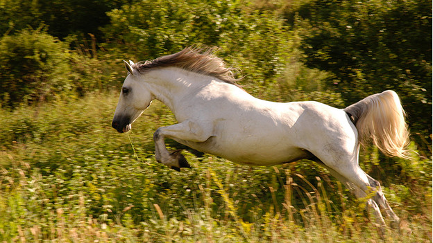 Tips for taking the best horse photo | Coolblue - Free delivery & returns