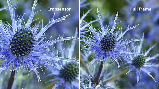 What's the crop factor and how does it work on a camera? | Coolblue ...
